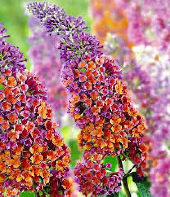 VANZARE Buddleja davidii Flower Power - liliac de vara multicolor