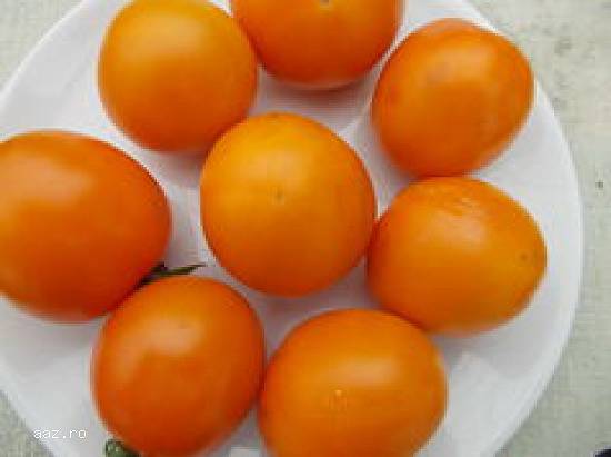 Producator seminte de legume si fructe aclimatizate in Romania.