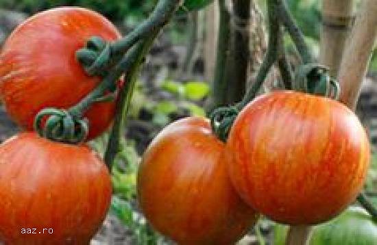 Producator seminte de legume si fructe aclimatizate in Romania.