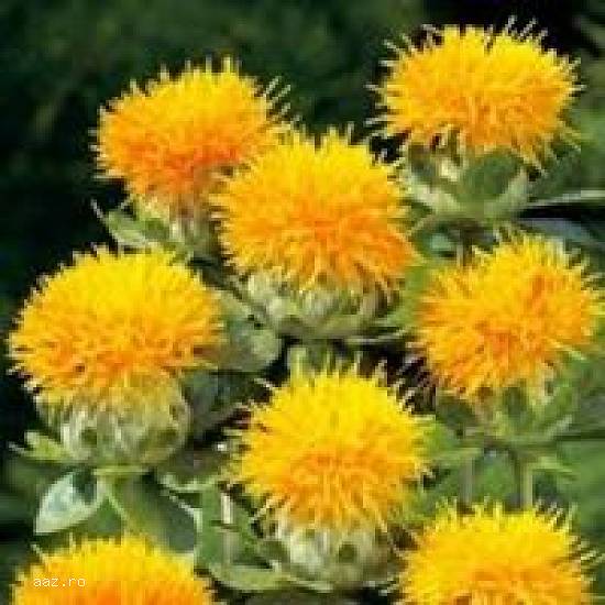 Producator seminte de legume si fructe aclimatizate in Romania.