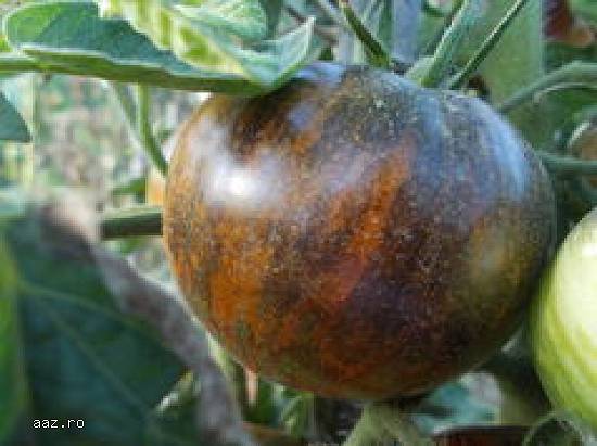 Producator seminte de legume si fructe aclimatizate in Romania.