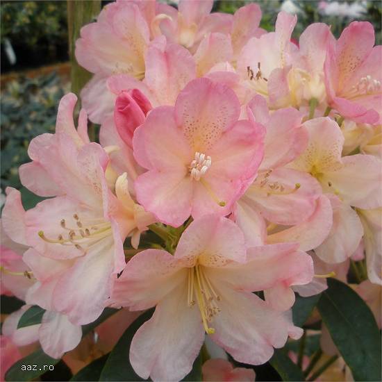 VANZARE Festuca glauca - iarba albastra