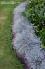 VANZARE Festuca glauca - iarba albastra